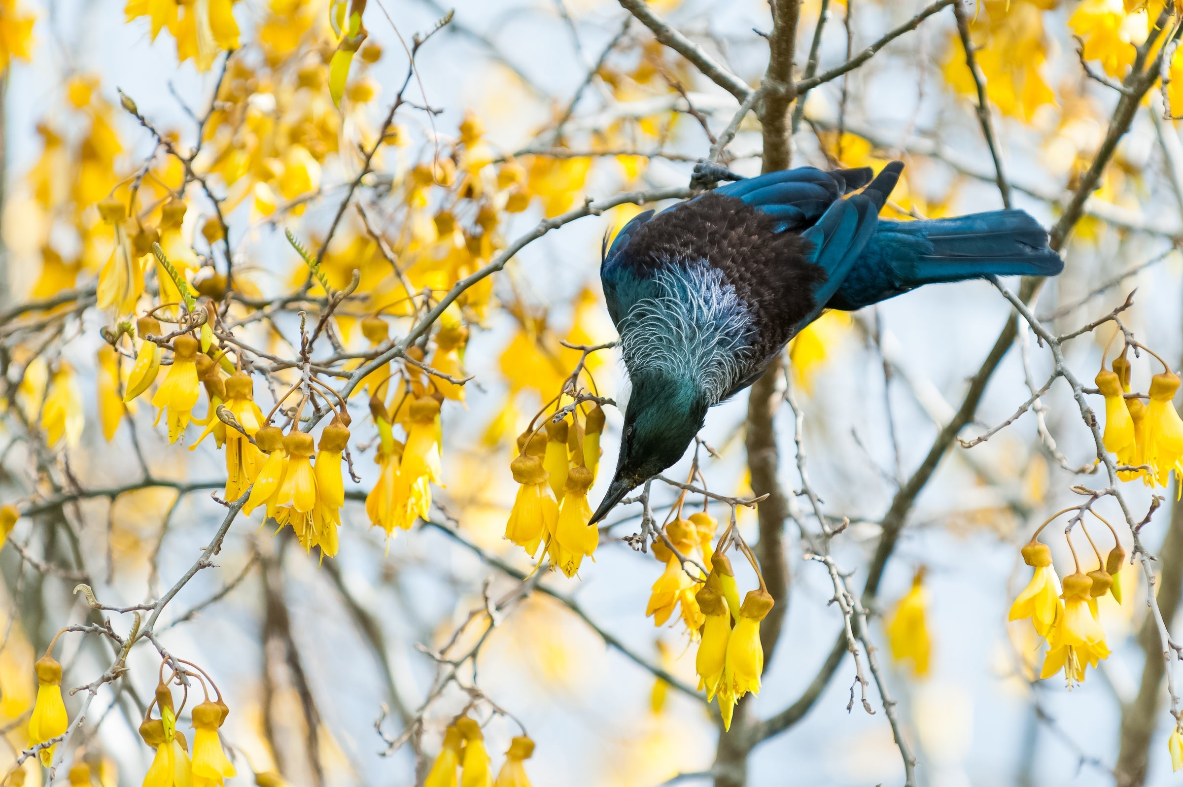 Tui in a Kowhai Tree – Jason Law Gallery